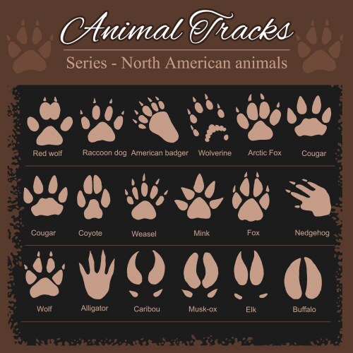 Elk Footprints Vector Images (over 210)