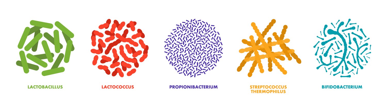 Set of probiotic bacteria in a circle good Vector Image