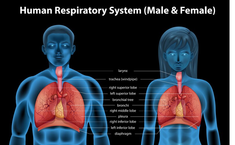 Human Respiratory System Anatomy – Royalty-Free Vector | VectorStock
