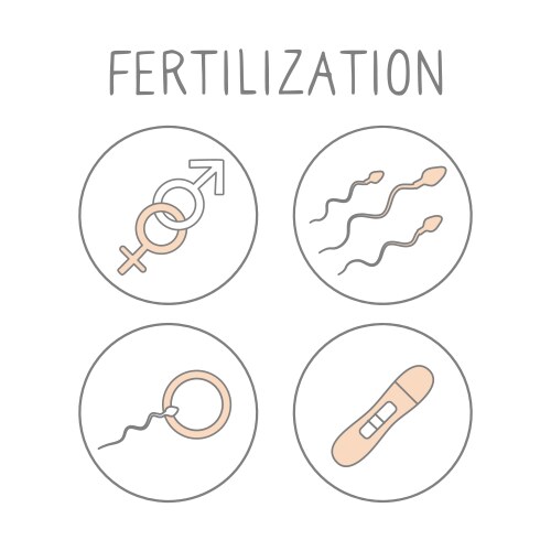 Egg fertilization process flat template Royalty Free Vector