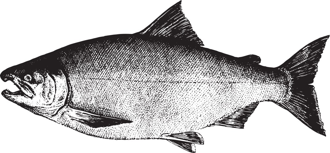 Fish realistic Royalty Free Vector Image - VectorStock