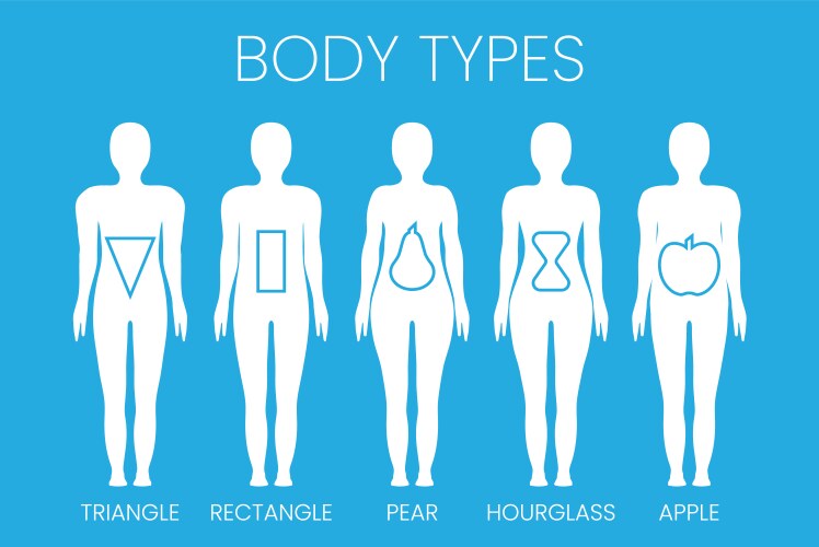 Gender neutral body measurement proportions Vector Image