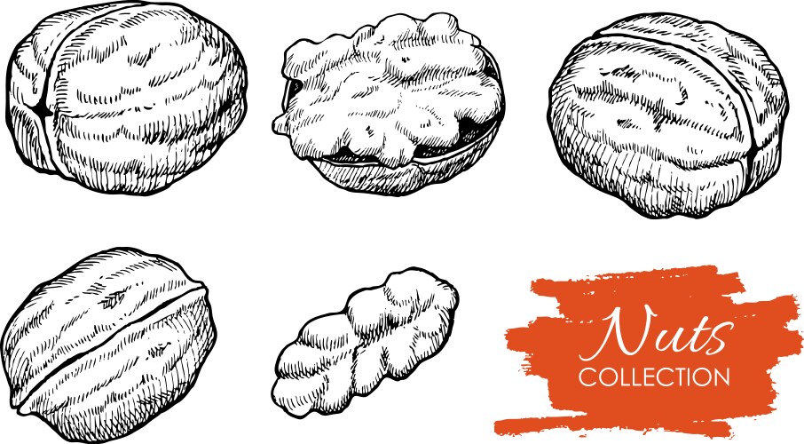 Walnut Vector Images (over 11,000)