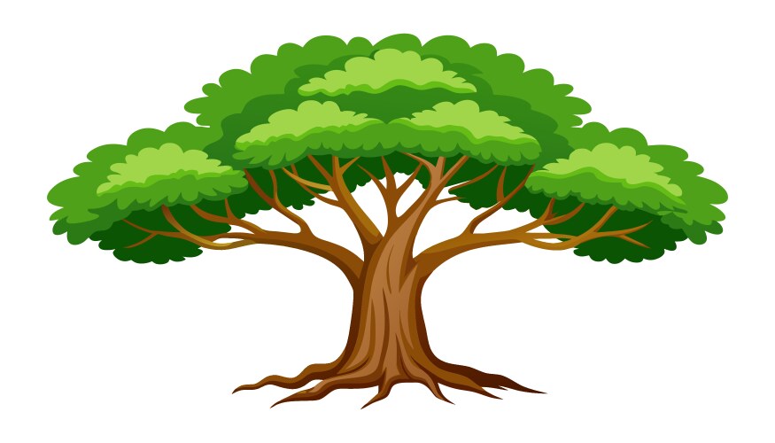 Sycamore tree isolated flat on white background Vector Image