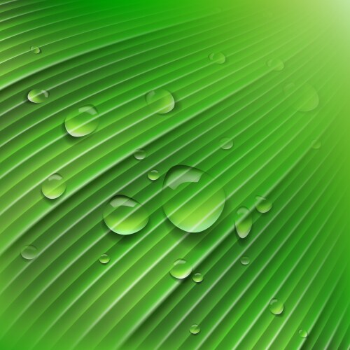 Green Drop Vector Images (over 74,000)