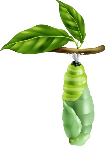 Mosquito pupae stage Royalty Free Vector Image