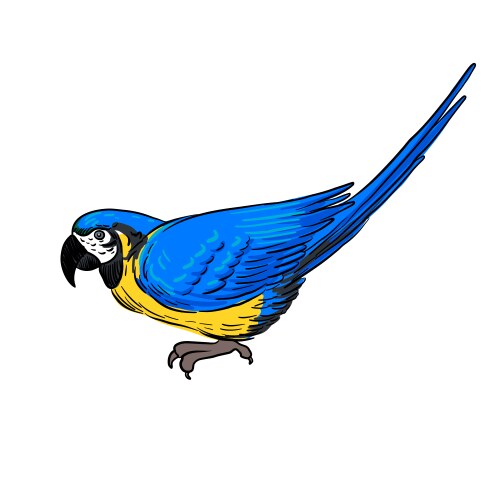 Parrot Line Drawing Vector Images (over 2,500)