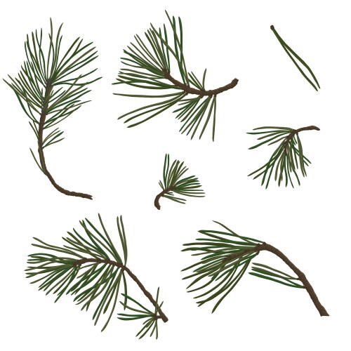 Hand drawn spruce branches and cones Royalty Free Vector