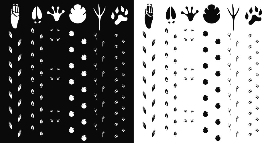 Elephant Paw Print Vector Images (over 470)