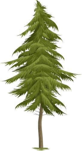 A tall ashoka tree Royalty Free Vector Image - VectorStock