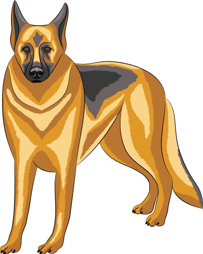American staffordshire terrier b Royalty Free Vector Image