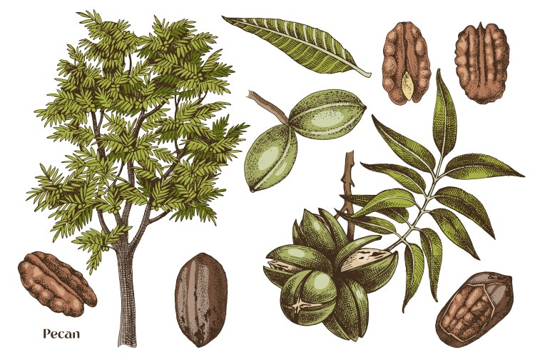 Pecan hand drawn food drawing nut trees Royalty Free Vector