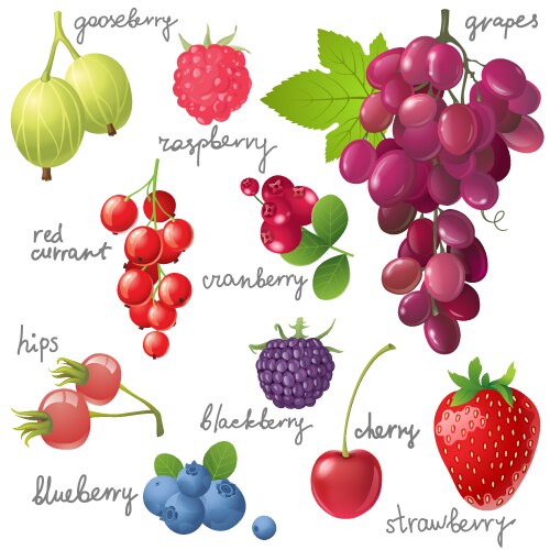 Berries Vector Images (over 240,000)