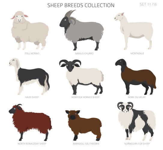 Sheep breeds collection 6 farm animals set flat Vector Image