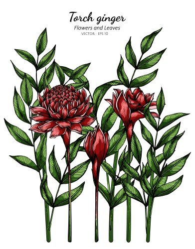 Red ginger flower Royalty Free Vector Image - VectorStock