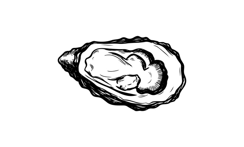 Retro Black & White Oyster Sketch – Royalty-Free Vector | VectorStock
