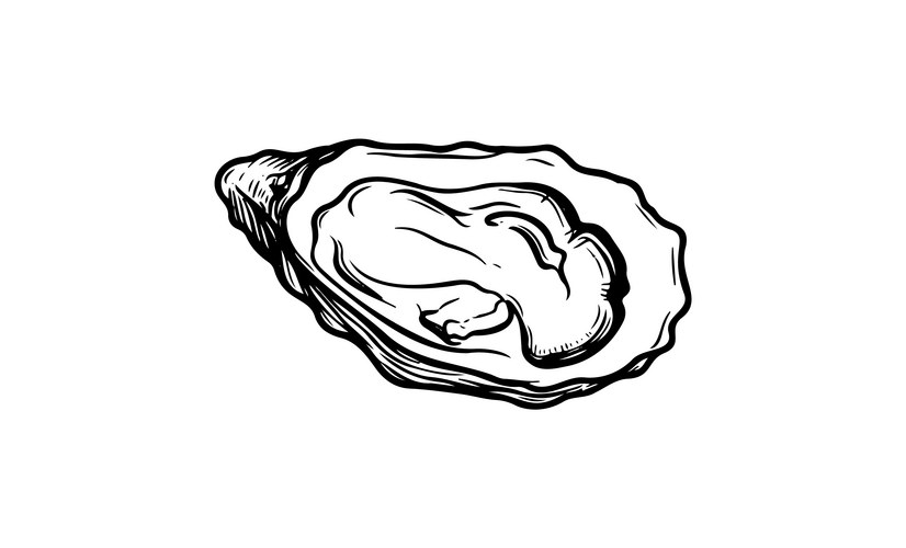 Retro Black & White Oyster Sketch – Royalty-Free Vector | VectorStock