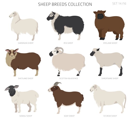 Sheep Breeds Vector Images (over 2,700)