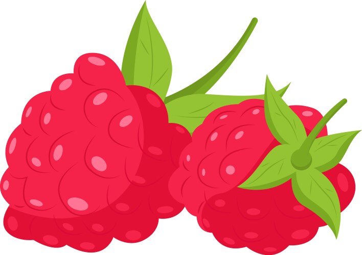 Raspberry isolated Royalty Free Vector Image - VectorStock
