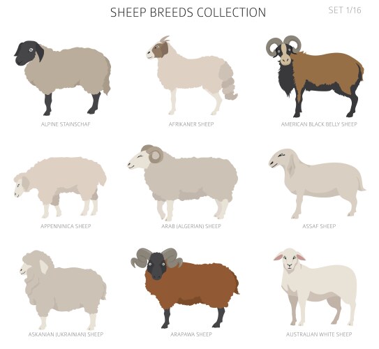 Sheep Breeds Vector Images (over 2,700)