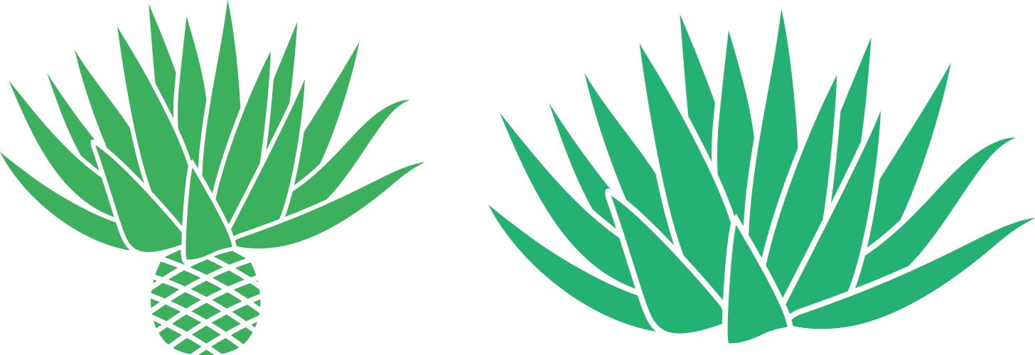 Agave Royalty Free Vector Image - VectorStock