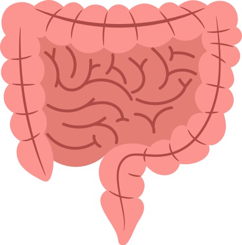 Cartoon Small Intestine