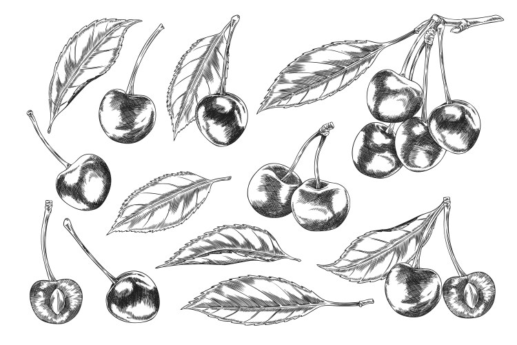 Cherry Tree Drawing Vector Images (over 4,900)