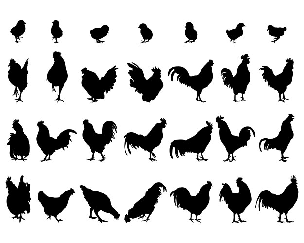 Chickens Vector Images (over 220,000)