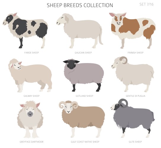 Sheep breeds collection 6 farm animals set flat Vector Image