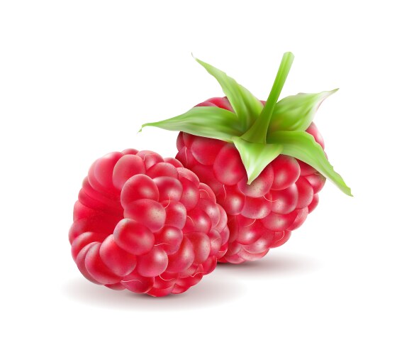 Hand drawn sketch of raspberry in color isolated Vector Image