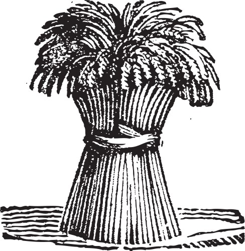 Premium organic wheat of sheaf Royalty Free Vector Image