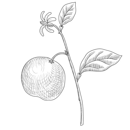 Continuous line orange citrus tropical fruit Vector Image