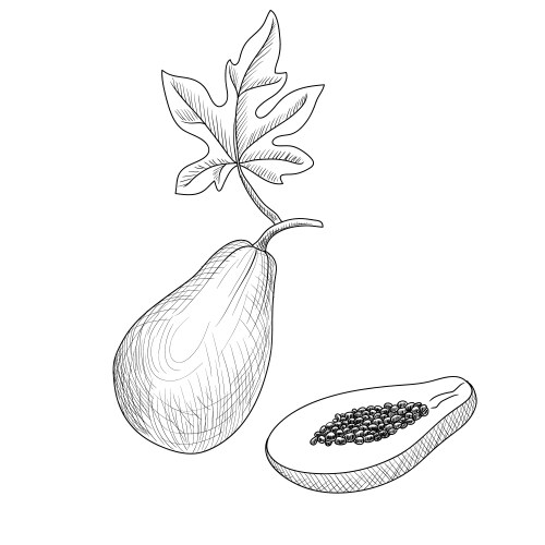 Papaya drawing isolated hand drawn engraved style Vector Image