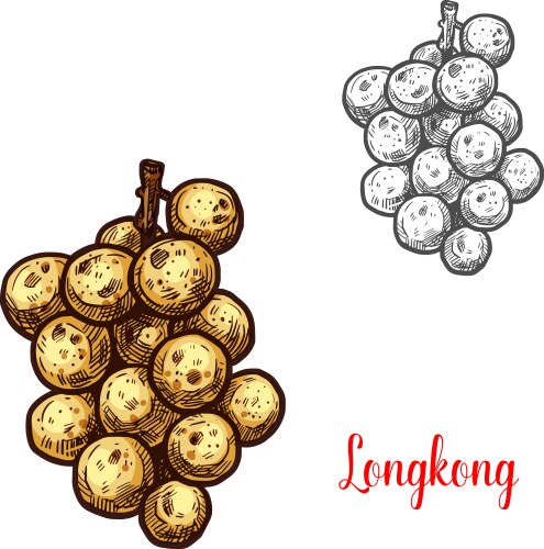 Longan asian fruit set cartoon Royalty Free Vector Image