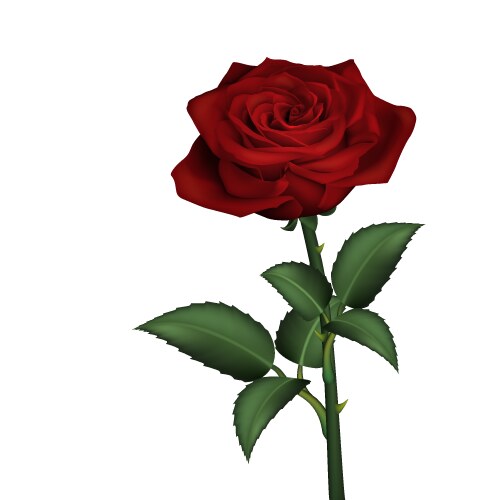Rose Royalty Free Vector Image - VectorStock