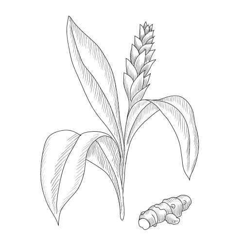 Turmeric Vector Images (over 3,100)