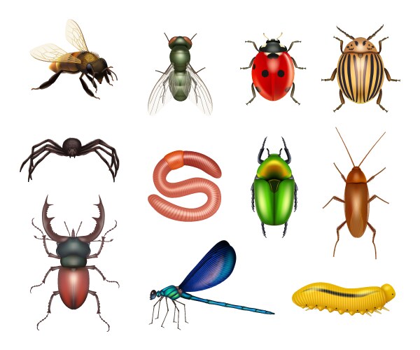 Cartoon bugs and insects set Royalty Free Vector Image
