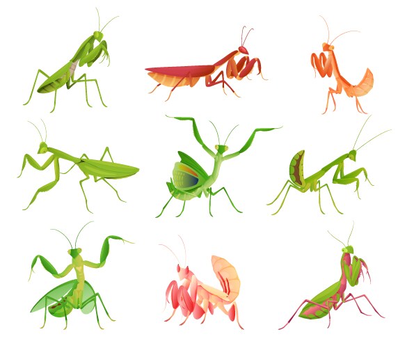 Mantis Vector Images (over 2,600)