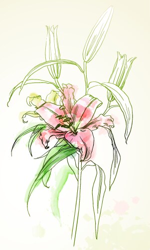 Aquatic plant lily ornamental flower card Vector Image