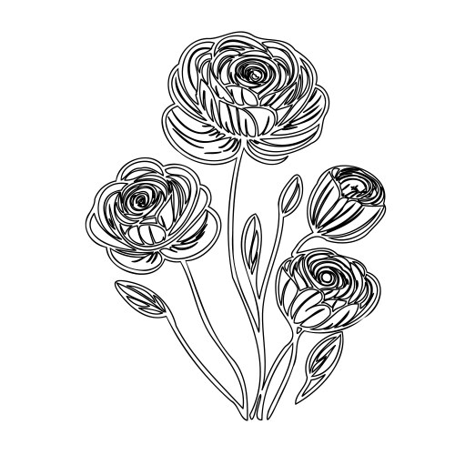 Ranunculus flower plant sketch outline Royalty Free Vector