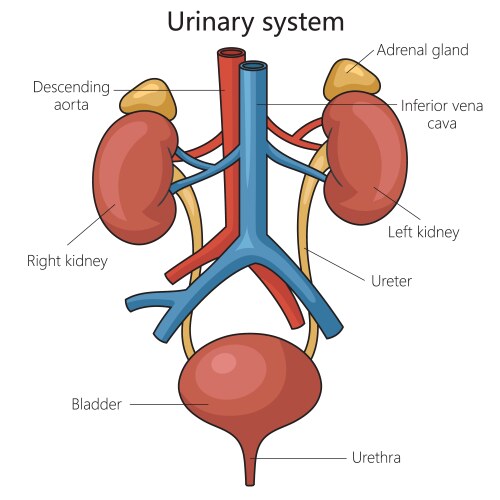 Nephron structure diagram medical science Vector Image