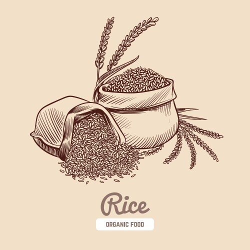 Rice Vector Images & Graphics for Commercial Use | VectorStock