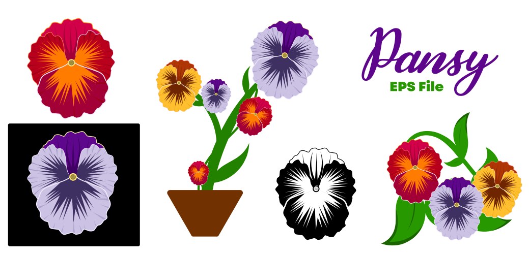 Purple Pansy Vector Images (over 860)