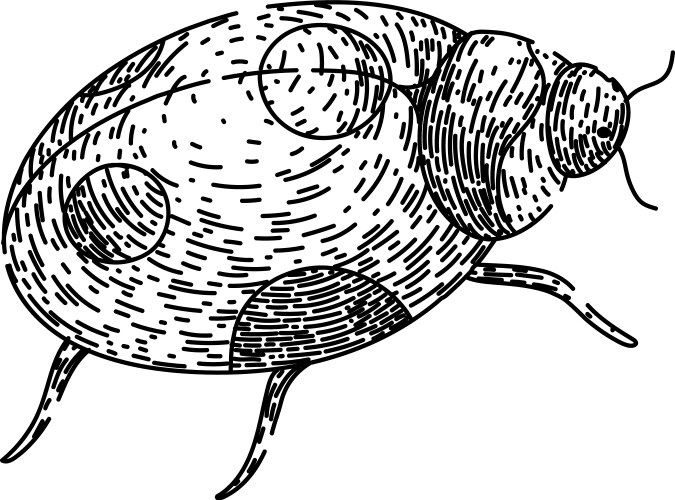 Ladybug Drawing Vector Images (over 6,400)