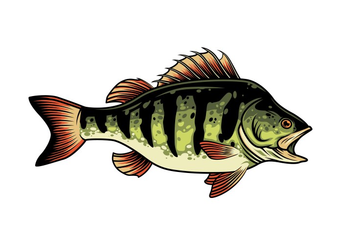 Freshwater Fish Vector Images (over 13,000)