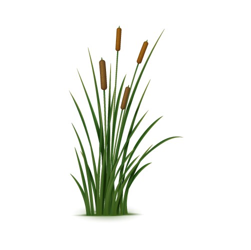 Realistic reed sedge and grass 3d rush Royalty Free Vector
