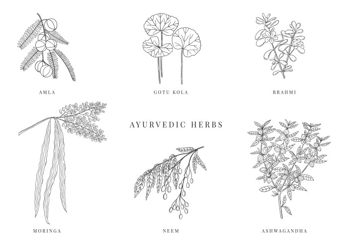 Ayurvedic Vector Images (over 3,000)