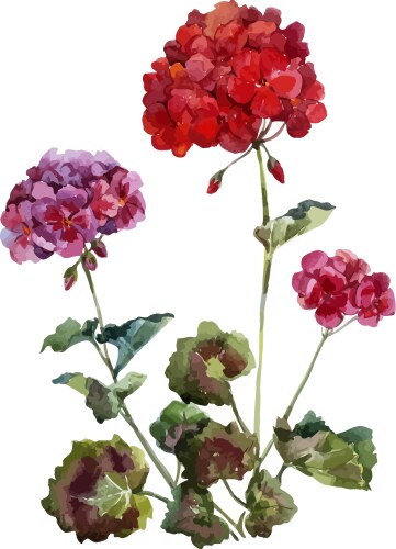 Set of red rose flower blooms with green leaves Vector Image