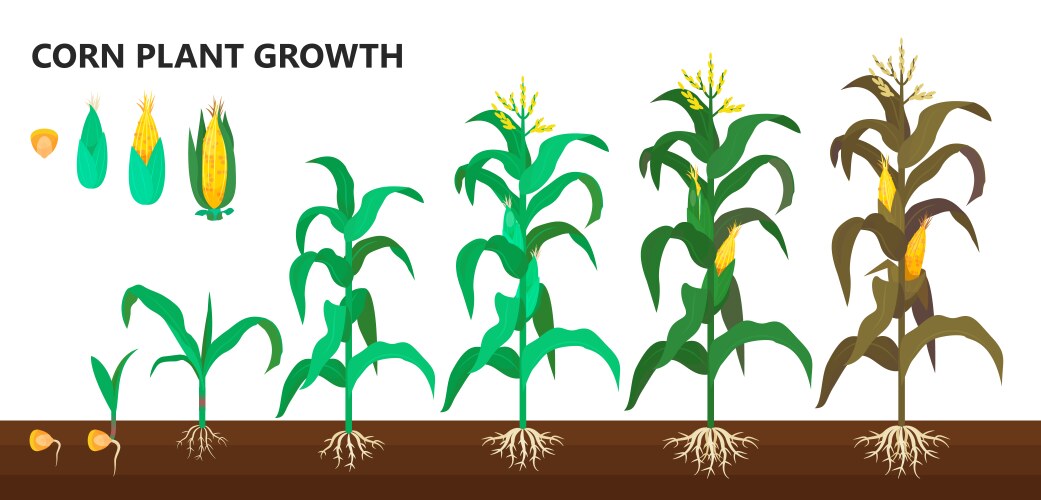 Growth plant typography concept Royalty Free Vector Image