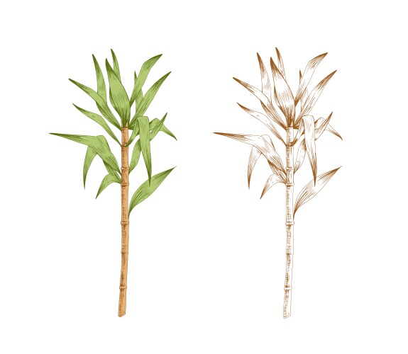 Crop stages sugarcane growing sugar cane plant Vector Image